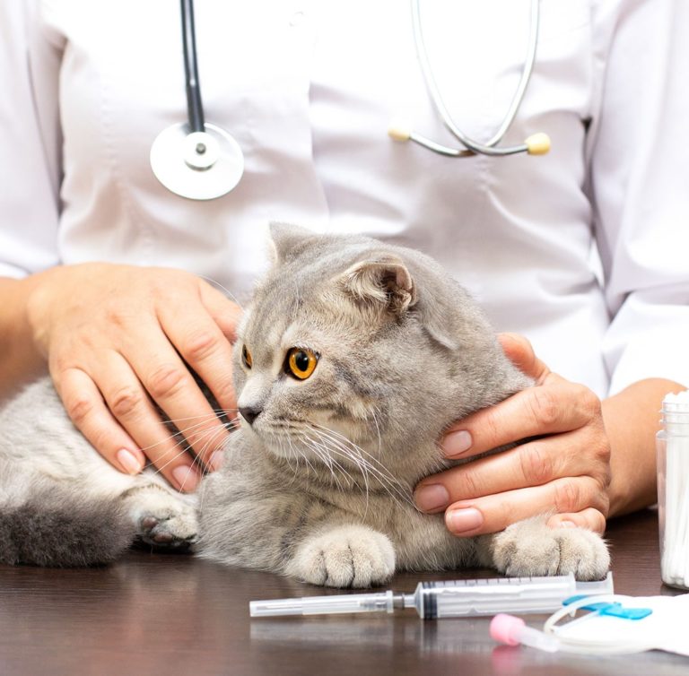 Preparing Your Practice to Sell - OMNI Practice Group - Veterinary